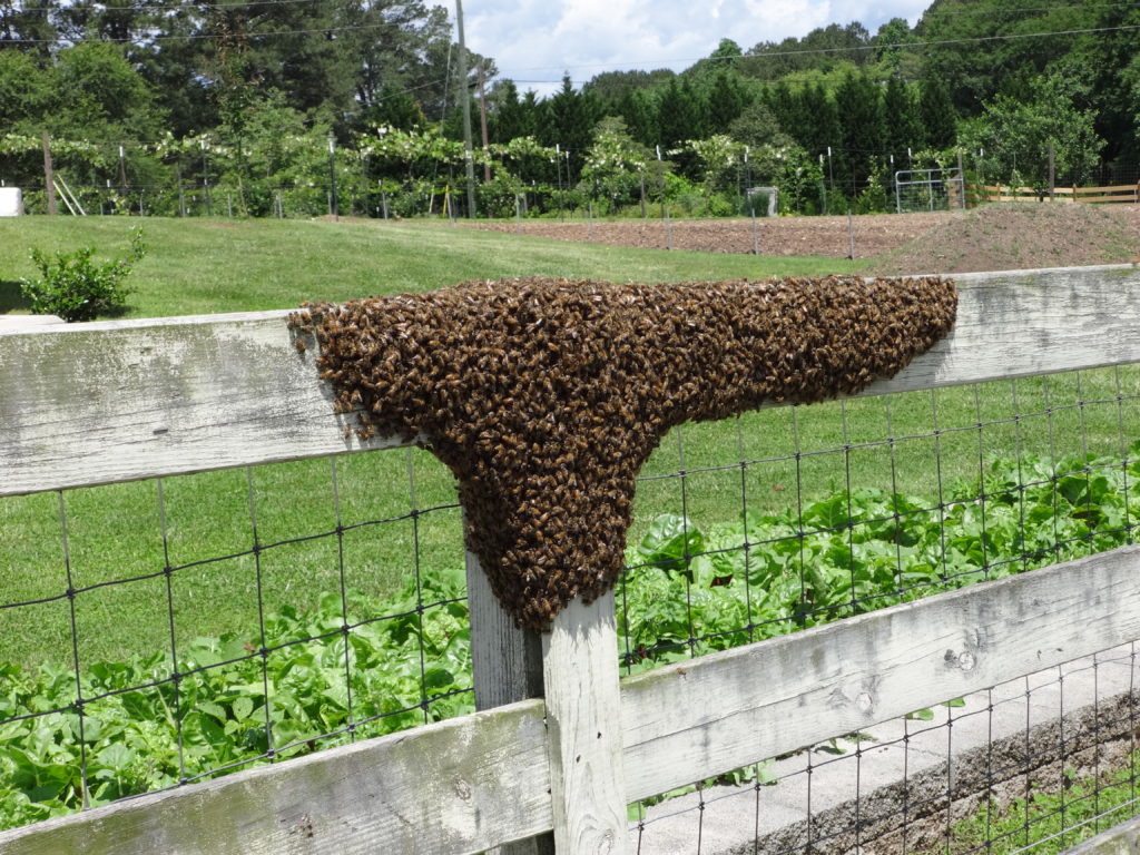 Swarm Removal – GATEWAY BEEKEEPERS ASSOCIATION